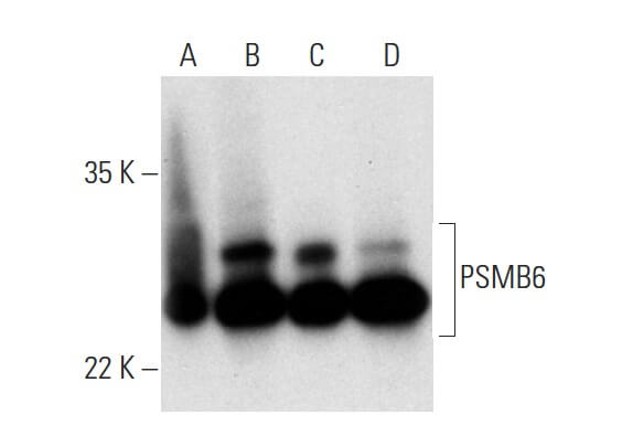 PSMB6 Antibody (JQ-3) | SCBT - Santa Cruz Biotechnology