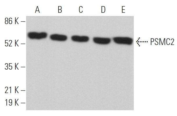 PSMC2 Antibody (C-1) | SCBT - Santa Cruz Biotechnology
