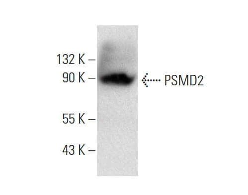 PSMD2 Antibody (A-11) | SCBT - Santa Cruz Biotechnology