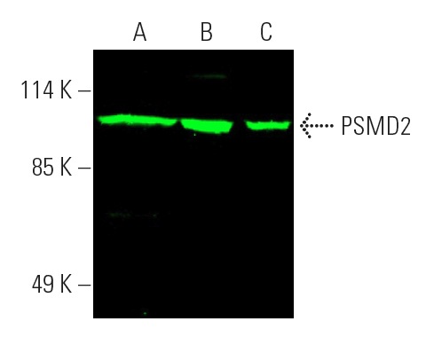 PSMD2 Antibody (A-11) | SCBT - Santa Cruz Biotechnology