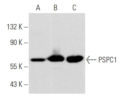 Anti-PSPC1 Antibody (C-3) | SCBT - Santa Cruz Biotechnology