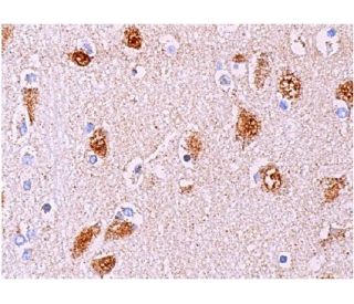 Anti-PSPC1 Antibody (G-7) | SCBT - Santa Cruz Biotechnology