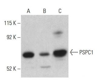 Anti-PSPC1 Antibody (G-7) | SCBT - Santa Cruz Biotechnology