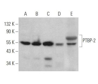 Anti-PTBP-2 Antibody (A-10) | SCBT - Santa Cruz Biotechnology