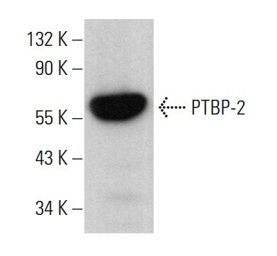 Anti-PTBP-2 Antibody (A-10) | SCBT - Santa Cruz Biotechnology