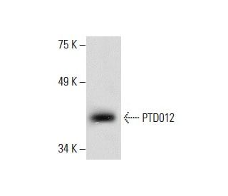 Anti-PTD012 Antibody (E-3) | SCBT - Santa Cruz Biotechnology