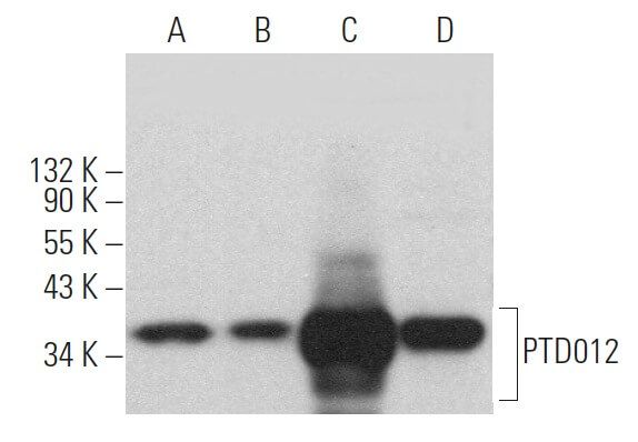 PTD012抗体 (E-3) | SCBT - Santa Cruz Biotechnology