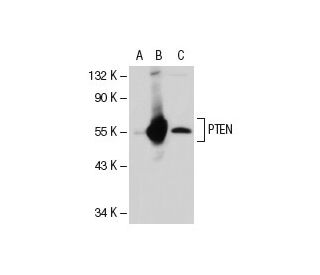 Anti-PTEN Antibody (A2B1) | SCBT - Santa Cruz Biotechnology