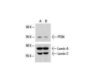 Anti-PTEN Antibody (A2B1) | SCBT - Santa Cruz Biotechnology