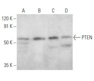 PTEN Antibody (A2B1) - Western Blotting - Image 354372