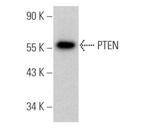 PTEN Antibody (A2B1) - Western Blotting - Image 369334
