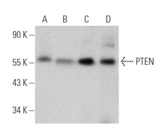 PTEN Antibody (A2B1) - Western Blotting - Image 374663