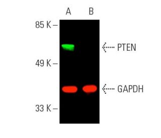 PTEN Antibody (A2B1) - Western Blotting - Image 389555