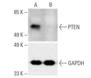 Anti-PTEN Antibody (A2B1) | SCBT - Santa Cruz Biotechnology
