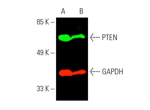 Anti-PTEN Antibody (A2B1) | SCBT - Santa Cruz Biotechnology