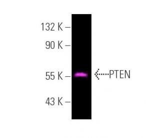 PTEN Antibody (A2B1) - Western Blotting - Image 390733