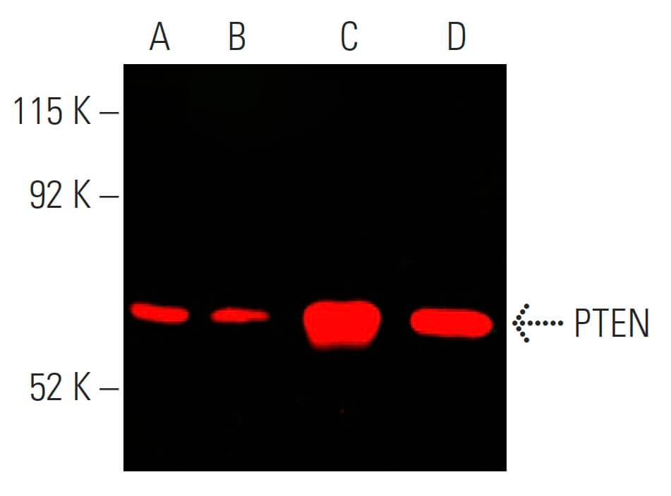 Anti-PTEN Antibody (A2B1) | SCBT - Santa Cruz Biotechnology