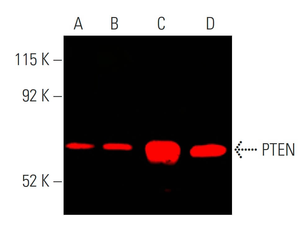 Anti-PTEN Antibody (A2B1) | SCBT - Santa Cruz Biotechnology