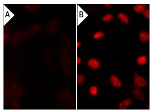 PTP Inhibitor IV | CAS 329317-98-8 | SCBT - Santa Cruz Biotechnology