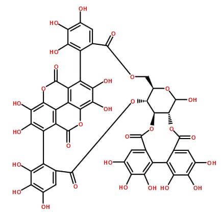 Punicalagin | CAS 65995-63-3 | SCBT - Santa Cruz Biotechnology
