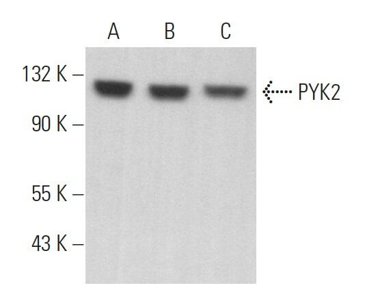 PYK2 Antibody (E-3) | SCBT - Santa Cruz Biotechnology