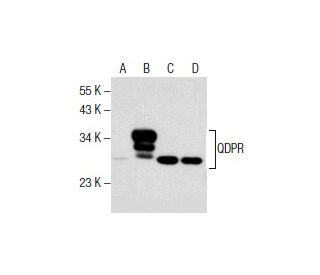 QDPR Antibody (B-1) - Western Blotting - Image 154799