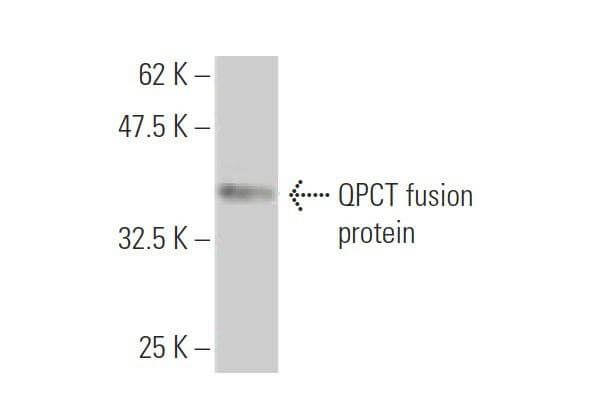 QPCT抗体 (4E11) | SCBT - Santa Cruz Biotechnology