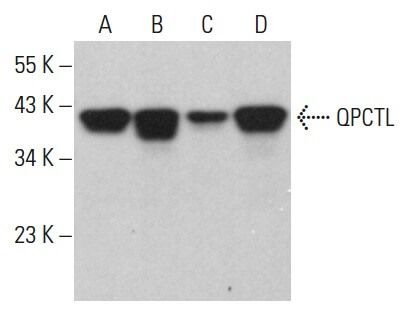 QPCTL抗体 (D-3) | SCBT - Santa Cruz Biotechnology