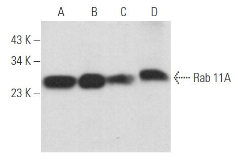 Rab 11A抗体 (A-6) | SCBT - Santa Cruz Biotechnology