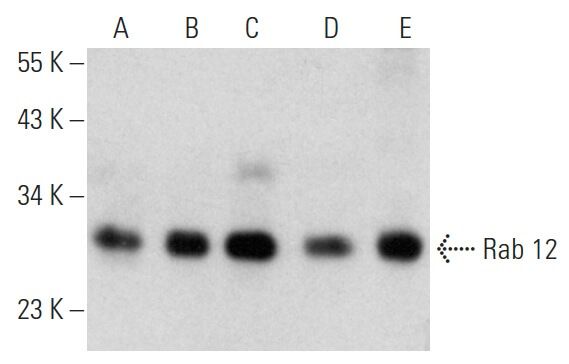 Rab 12 Antibody (H-11) | SCBT - Santa Cruz Biotechnology
