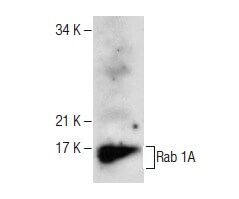 Rab 1A Antibody (G-10) | SCBT - Santa Cruz Biotechnology
