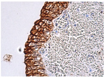 Rab 2 Antibody (A-8) | SCBT - Santa Cruz Biotechnology