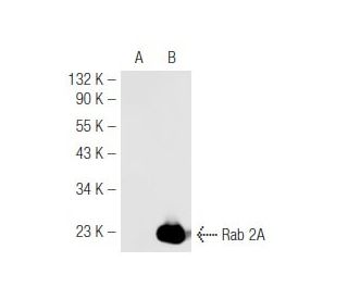 Rab 2 Antibody (A-8) | SCBT - Santa Cruz Biotechnology