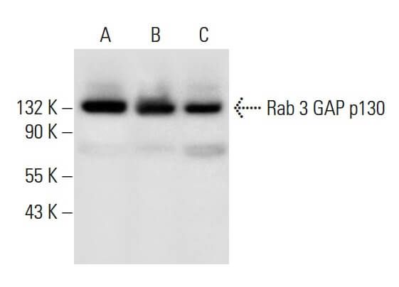 Rab 3 GAP p130 Antibody (G-5) | SCBT - Santa Cruz Biotechnology
