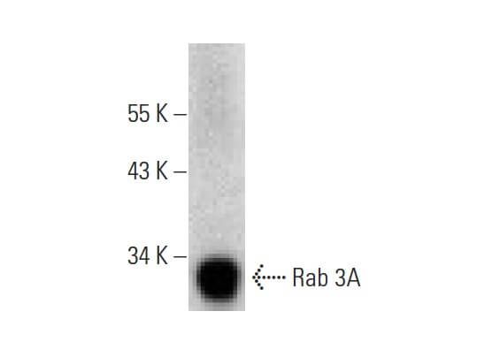 Rab 3A抗体 (D-1) | SCBT - Santa Cruz Biotechnology