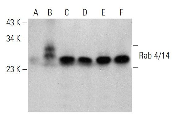 Rab 4/14抗体 (F-10) | SCBT - Santa Cruz Biotechnology