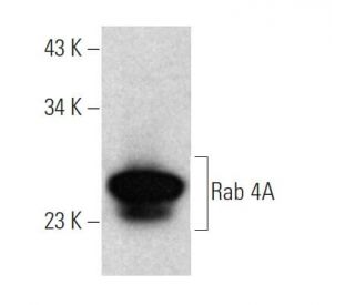 Anti-Rab 4A Antibody (4E11) | SCBT - Santa Cruz Biotechnology