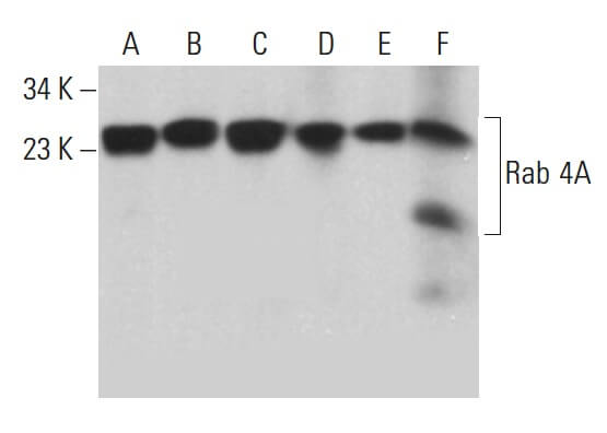 Anti-Rab 4A Antibody (4E11) | SCBT - Santa Cruz Biotechnology