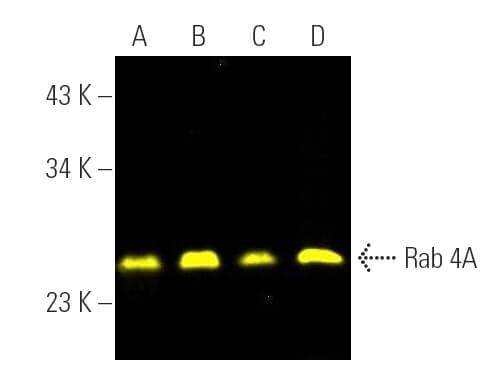 Anti-Rab 4A Antibody (4E11) | SCBT - Santa Cruz Biotechnology