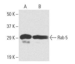 Rab 5 Antibody (D-11) - Western Blotting - Image 11044