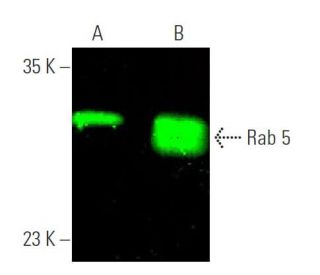Rab 5 Antibody (D-11) | SCBT - Santa Cruz Biotechnology
