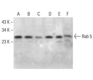 Rab 5 Antibody (D-11) - Western Blotting - Image 379973