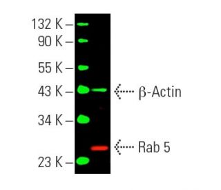 Rab 5 Antibody (D-11) | SCBT - Santa Cruz Biotechnology