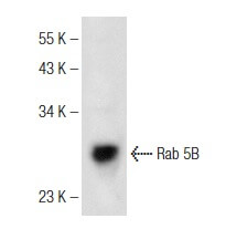 Anti-Rab 5B Antibody (F-9) | SCBT - Santa Cruz Biotechnology