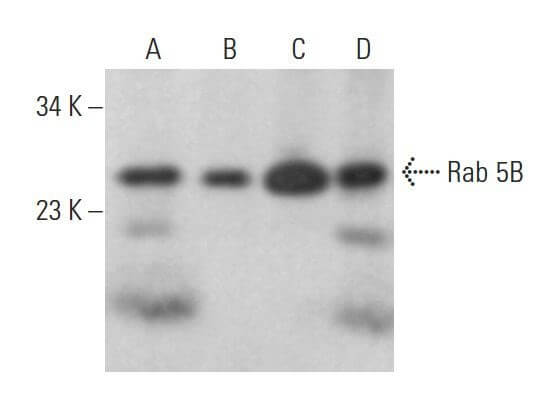 Anti-Rab 5B Antibody (F-9) | SCBT - Santa Cruz Biotechnology