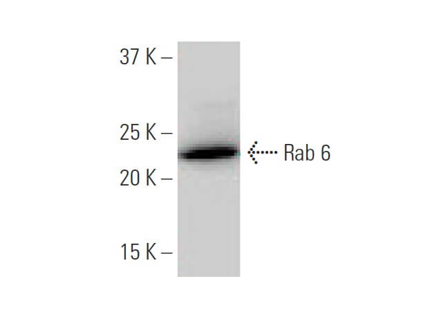 Anti-Rab 6 Antibody (3G3) | SCBT - Santa Cruz Biotechnology