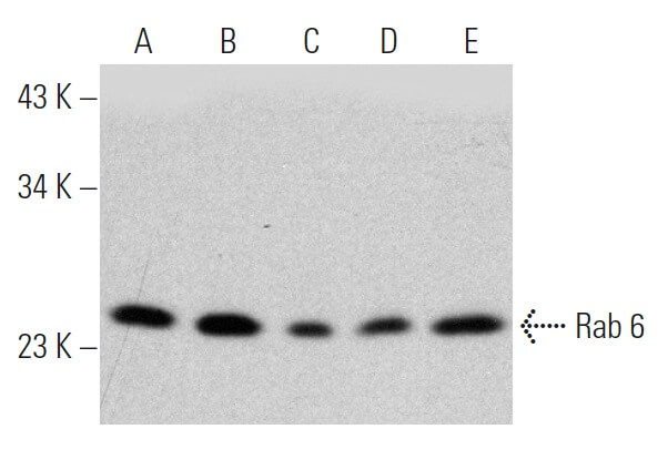 Anti-Rab 6 Antibody (3G3) | SCBT - Santa Cruz Biotechnology