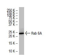 Rab 6A Antibody (38-TB) | SCBT - Santa Cruz Biotechnology