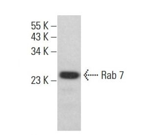 Rab 7 Antibody (B-3) - Western Blotting - Image 380410