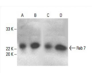 Rab 7 Antibody (B-3) - Western Blotting - Image 393569